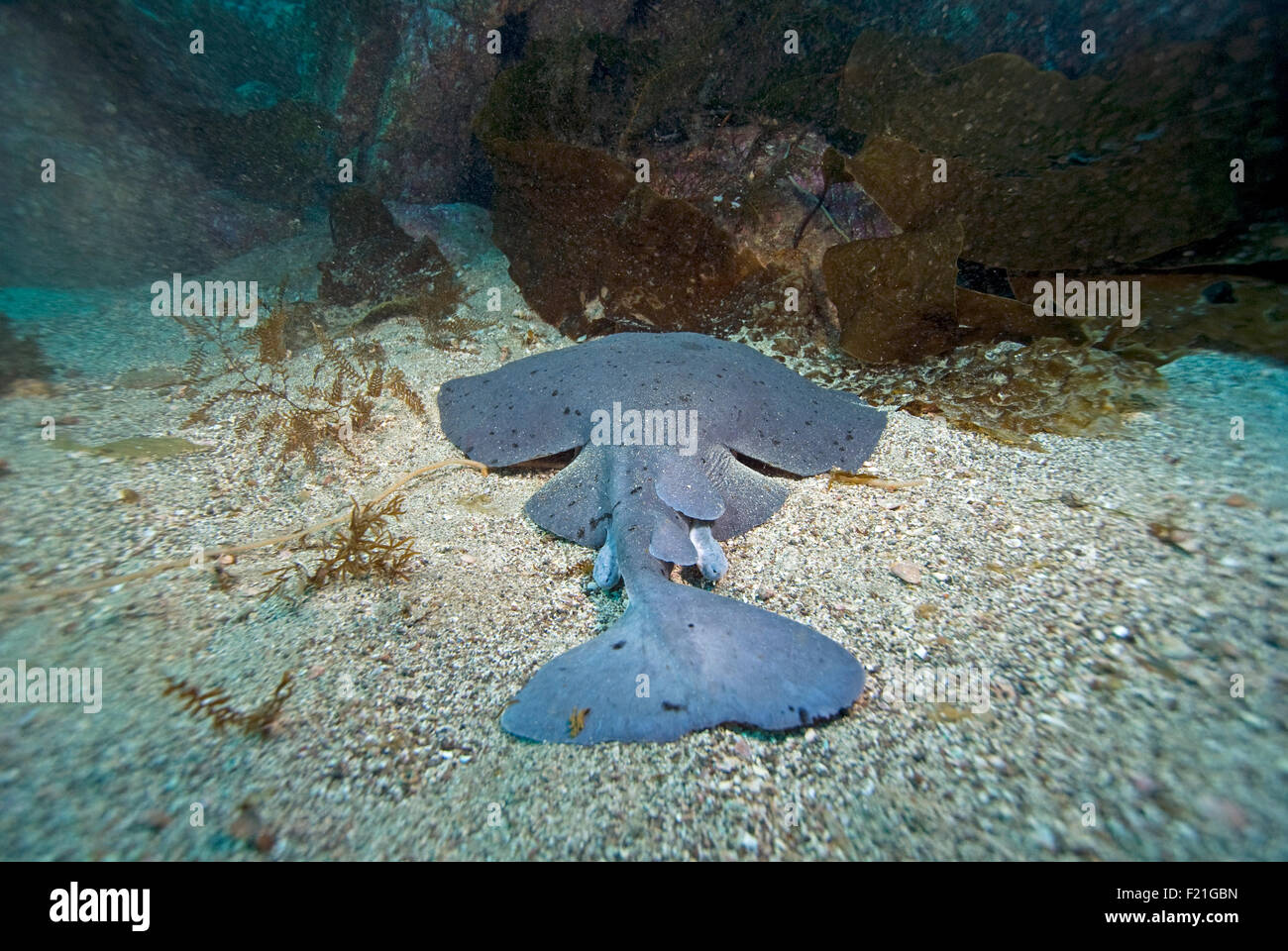 Electric Torpedo Ray underwater at Catalina Island, California Stock ...