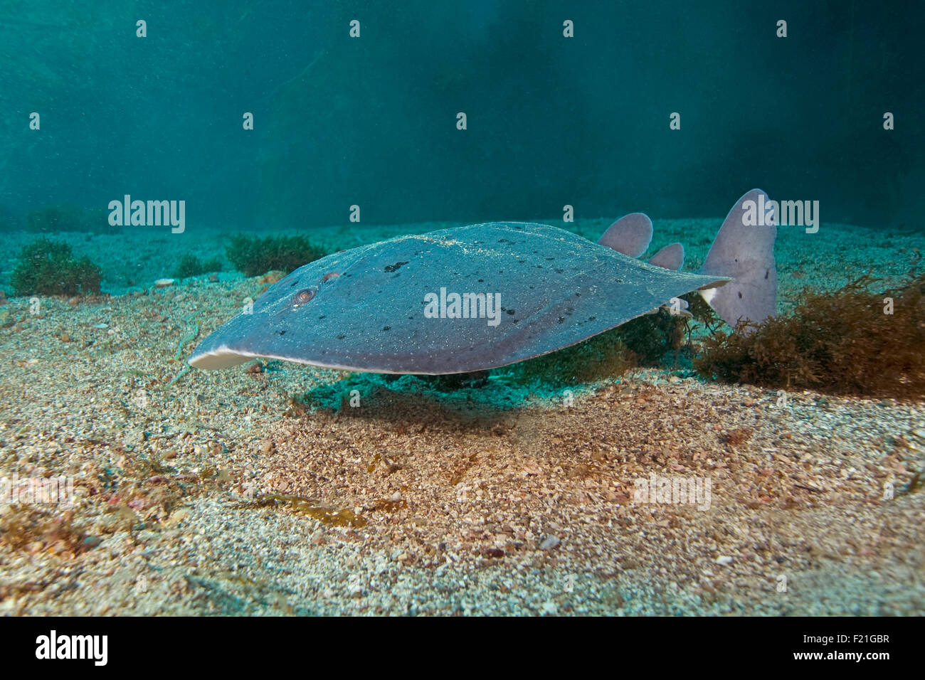Electric Torpedo Ray underwater at Catalina Island, California Stock ...