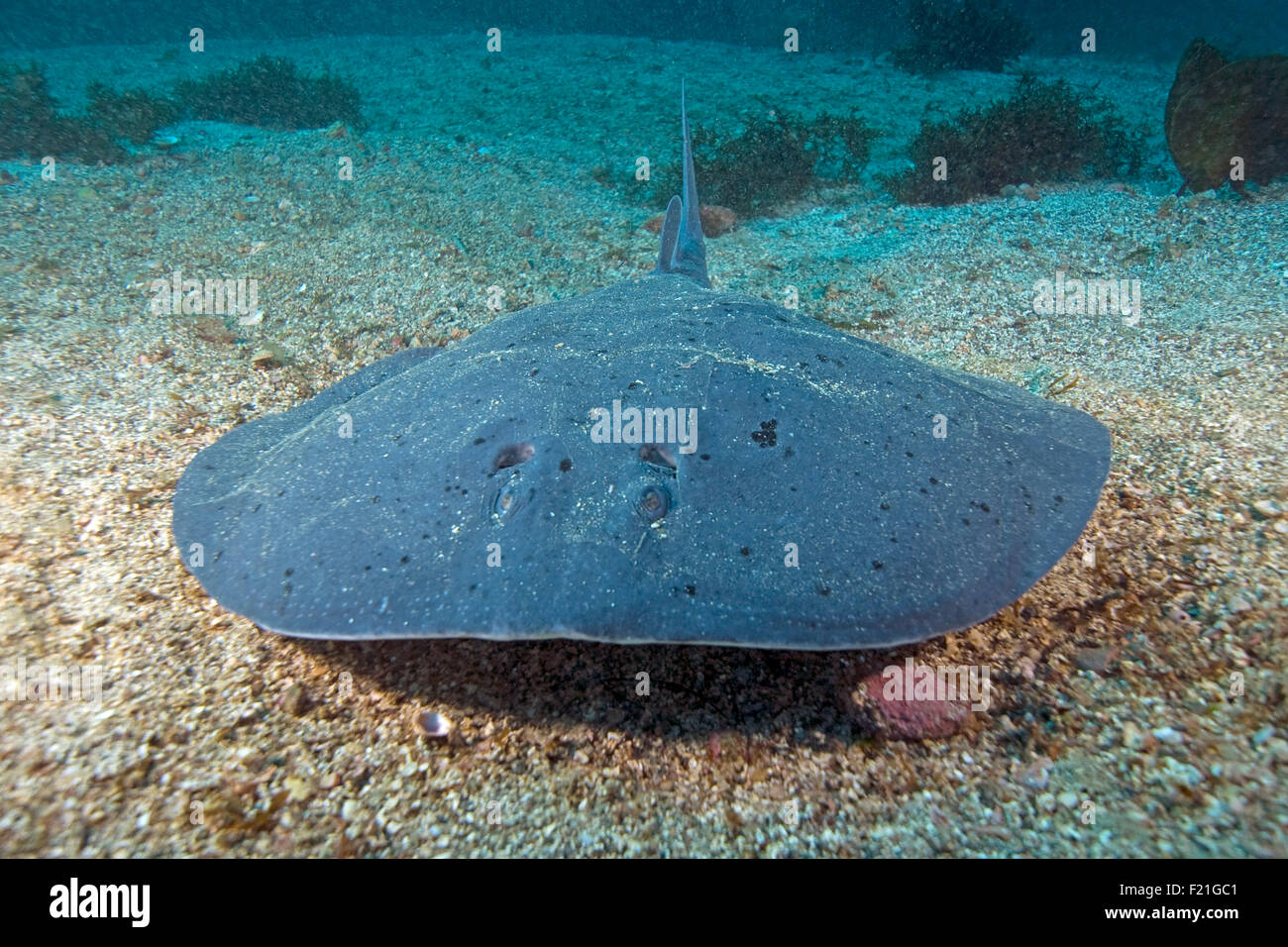 Electric Torpedo Ray underwater at Catalina Island, California Stock ...
