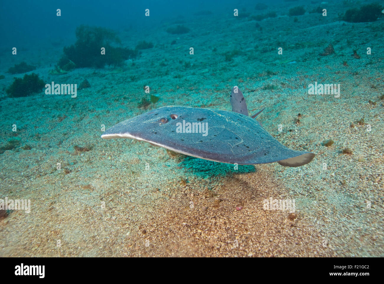 Electric Torpedo Ray underwater at Catalina Island, California Stock ...