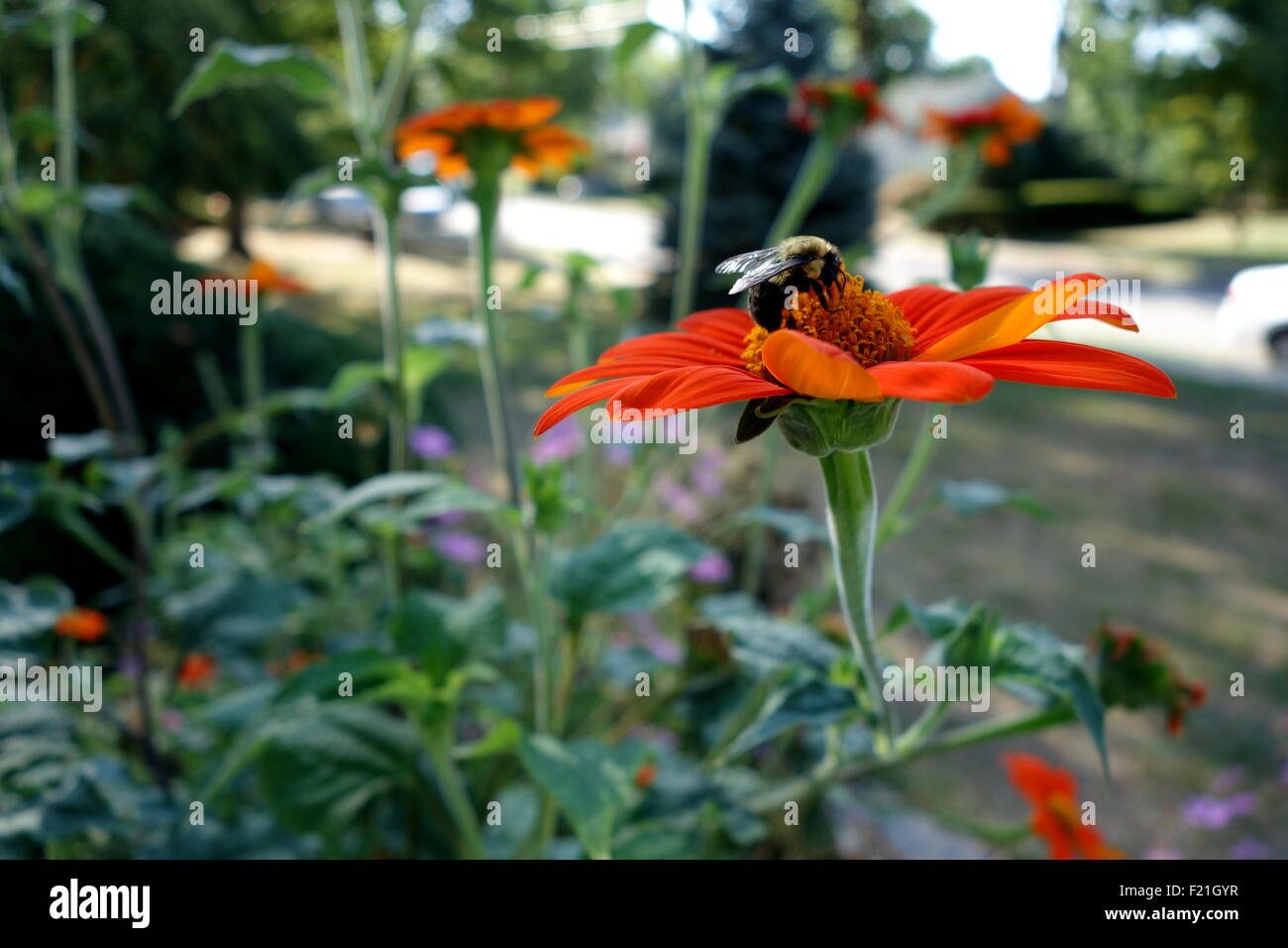 Bee pollinating Mexican sunflower Stock Photo - Alamy