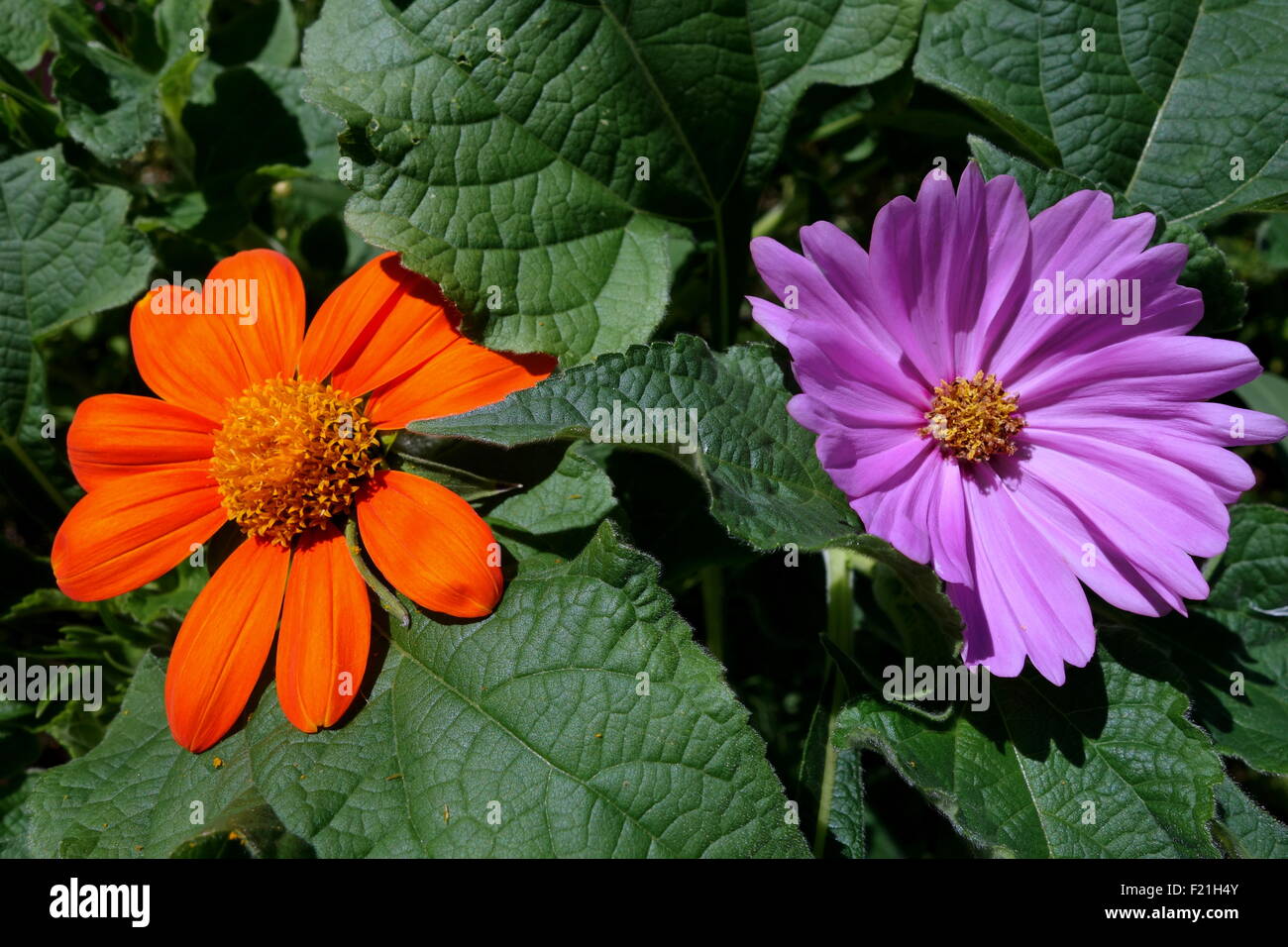 Orange Mexican Sunflower and lavender Cosmos Stock Photo - Alamy