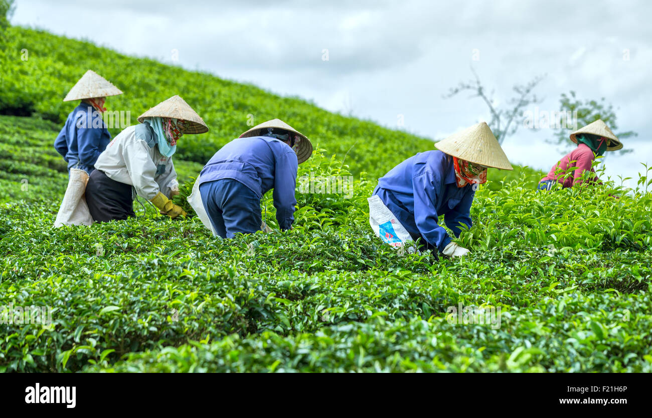 Farmers picking tea on tea plantation Stock Photo - Alamy