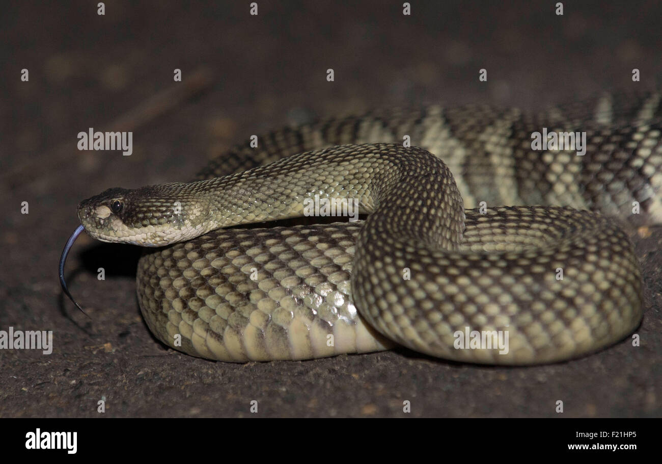 Northern pacific rattlesnake hi-res stock photography and images - Alamy