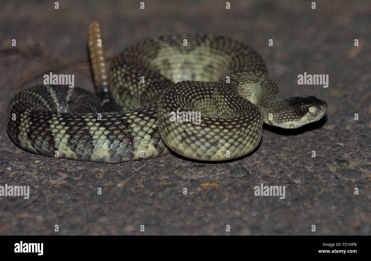 Northern pacific rattlesnake hi-res stock photography and images - Alamy