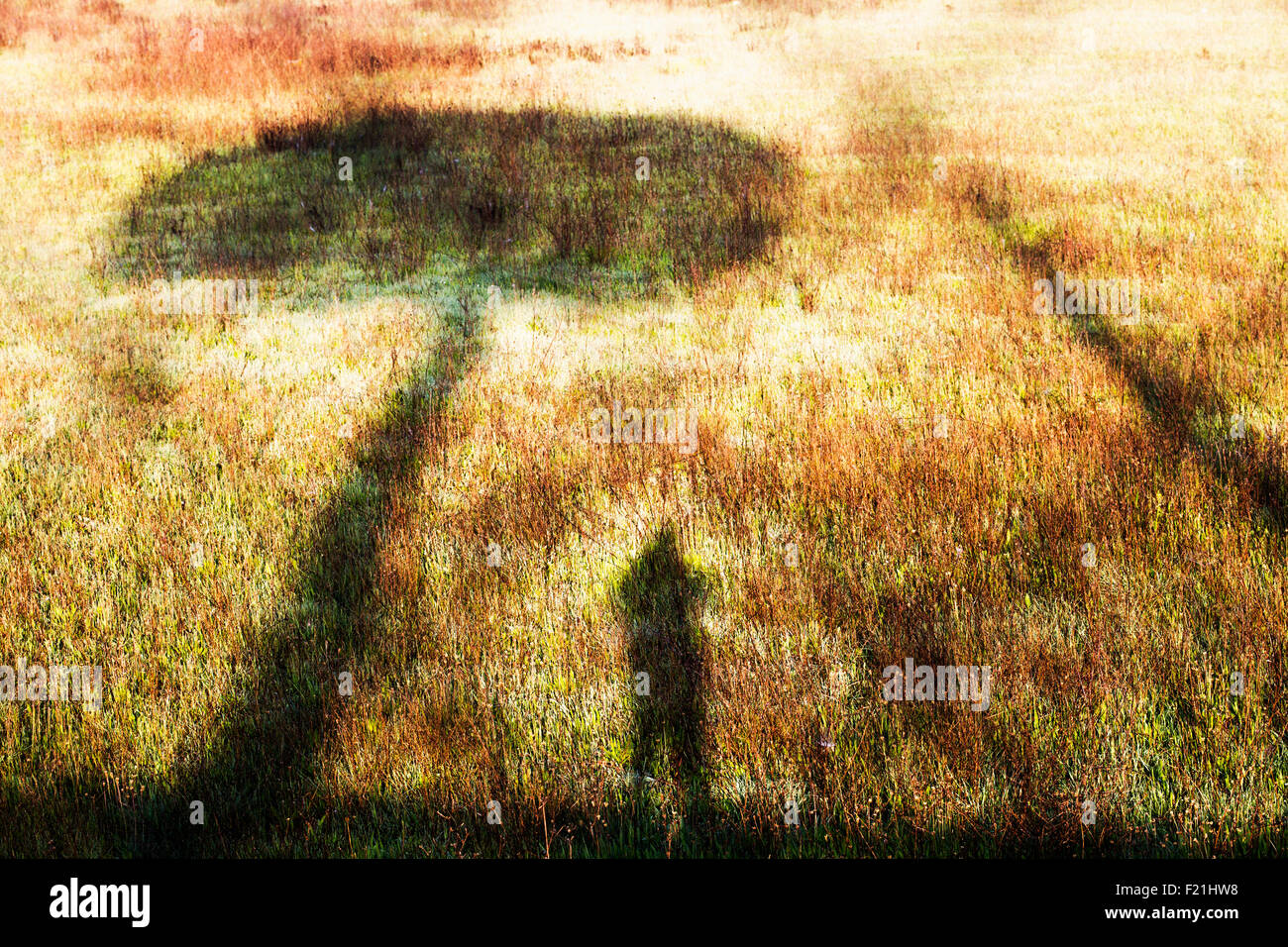Man trees hi-res stock photography and images - Alamy