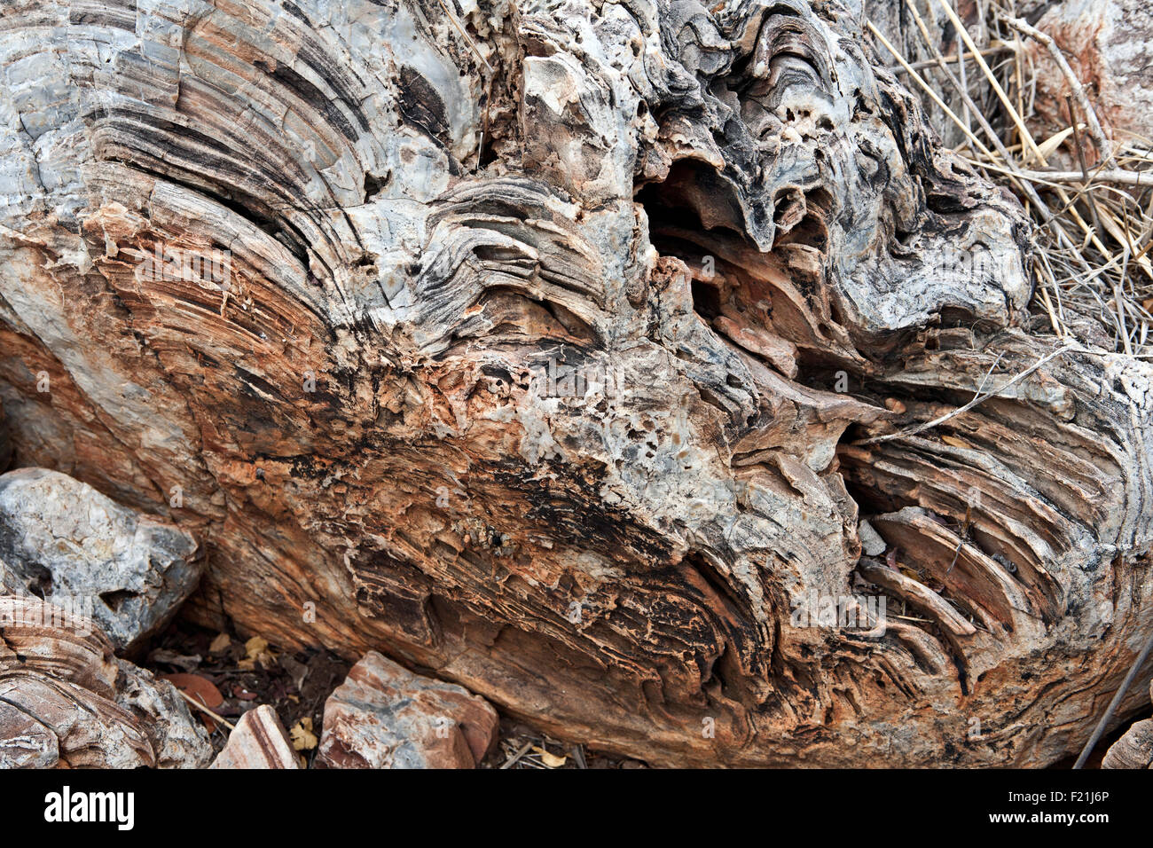Close up of stromatolites & oncolites fossil records in Otavi ...