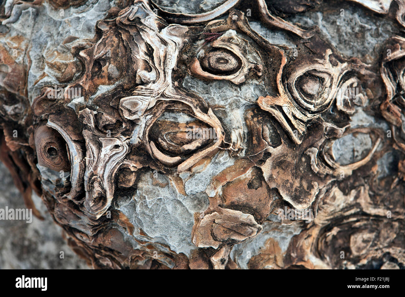 Close up of stromatolites & oncolites fossil records in Otavi ...