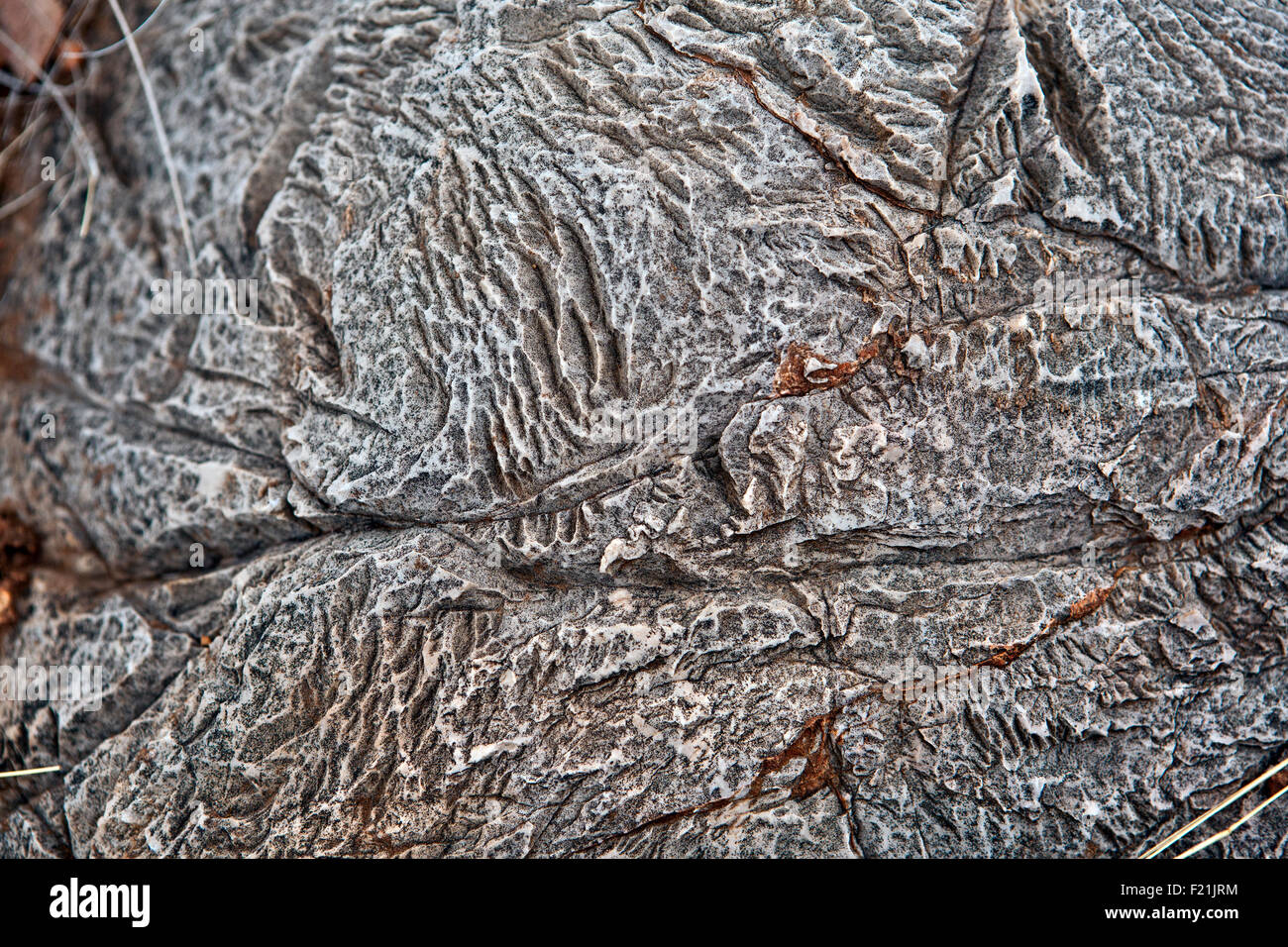 Cyanobacteria Fossil Stock Photos & Cyanobacteria Fossil Stock Images ...