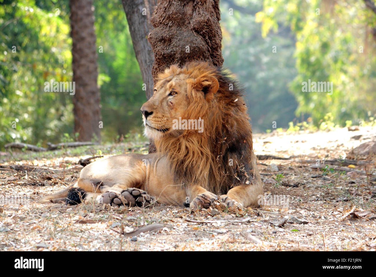 Gir forest national park hi-res stock photography and images - Alamy