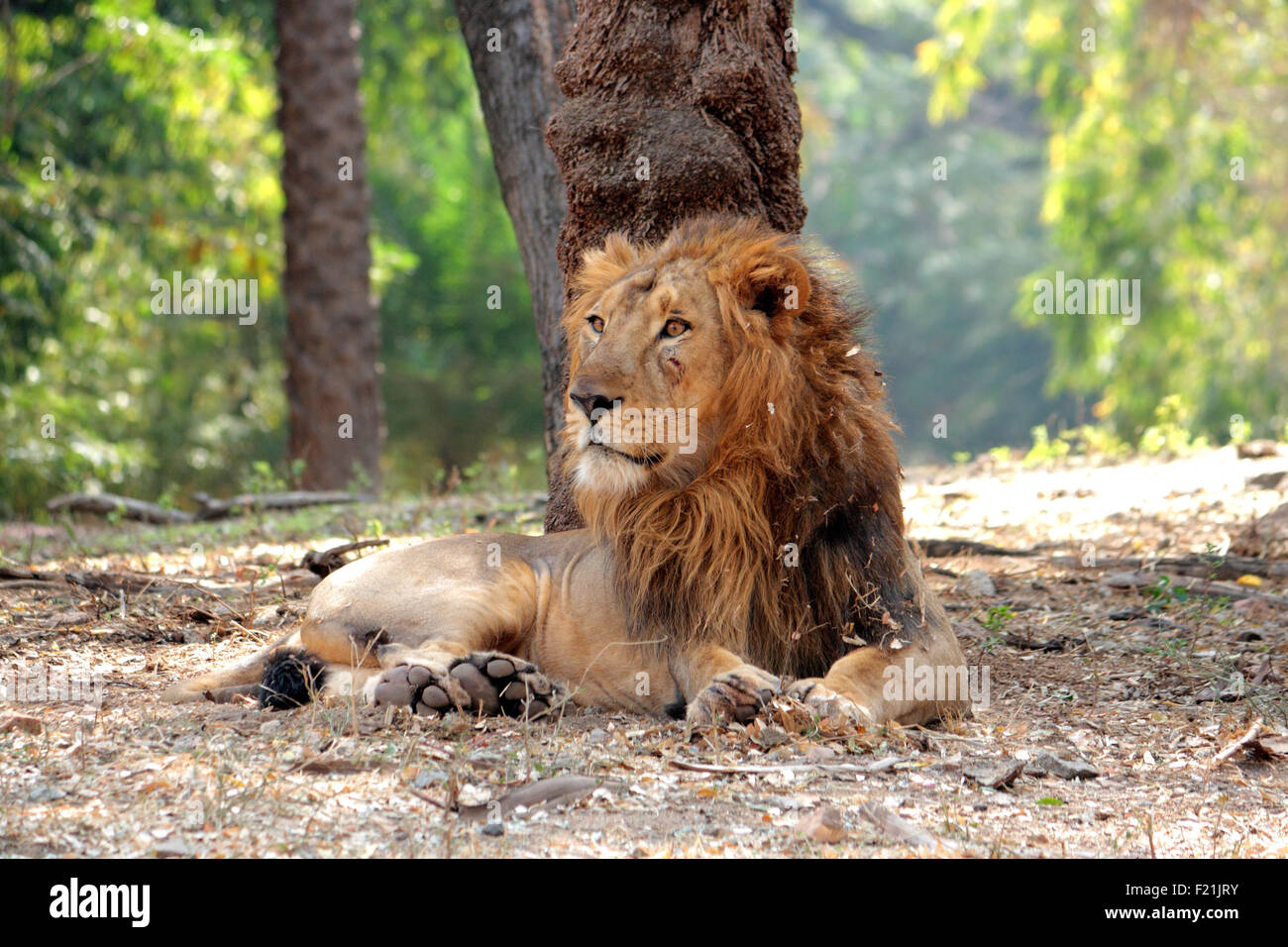Gir forest national park hi-res stock photography and images - Alamy