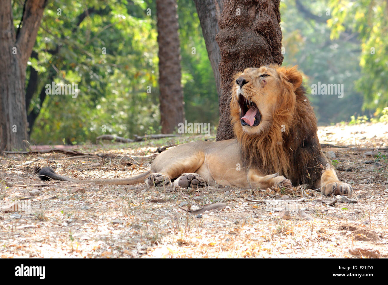 Lion in forest hi-res stock photography and images - Alamy