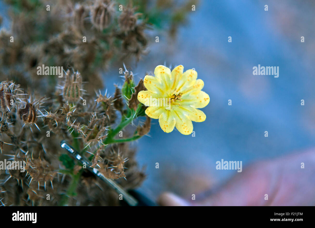 Namibian tropical flower hi-res stock photography and images - Alamy