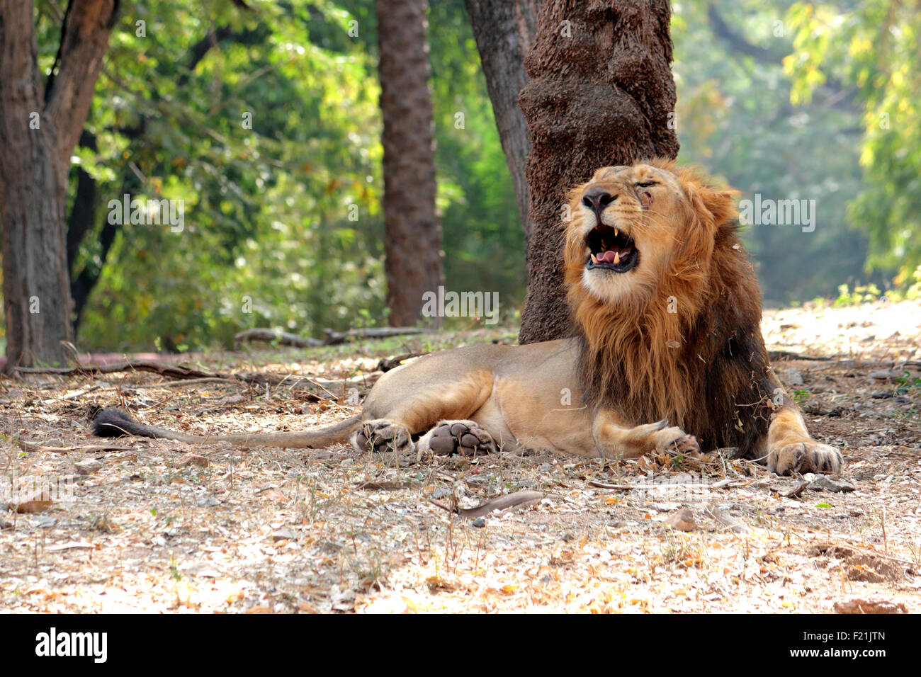 Indian Lion Gir forest Gujarat, India Stock Photo - Alamy