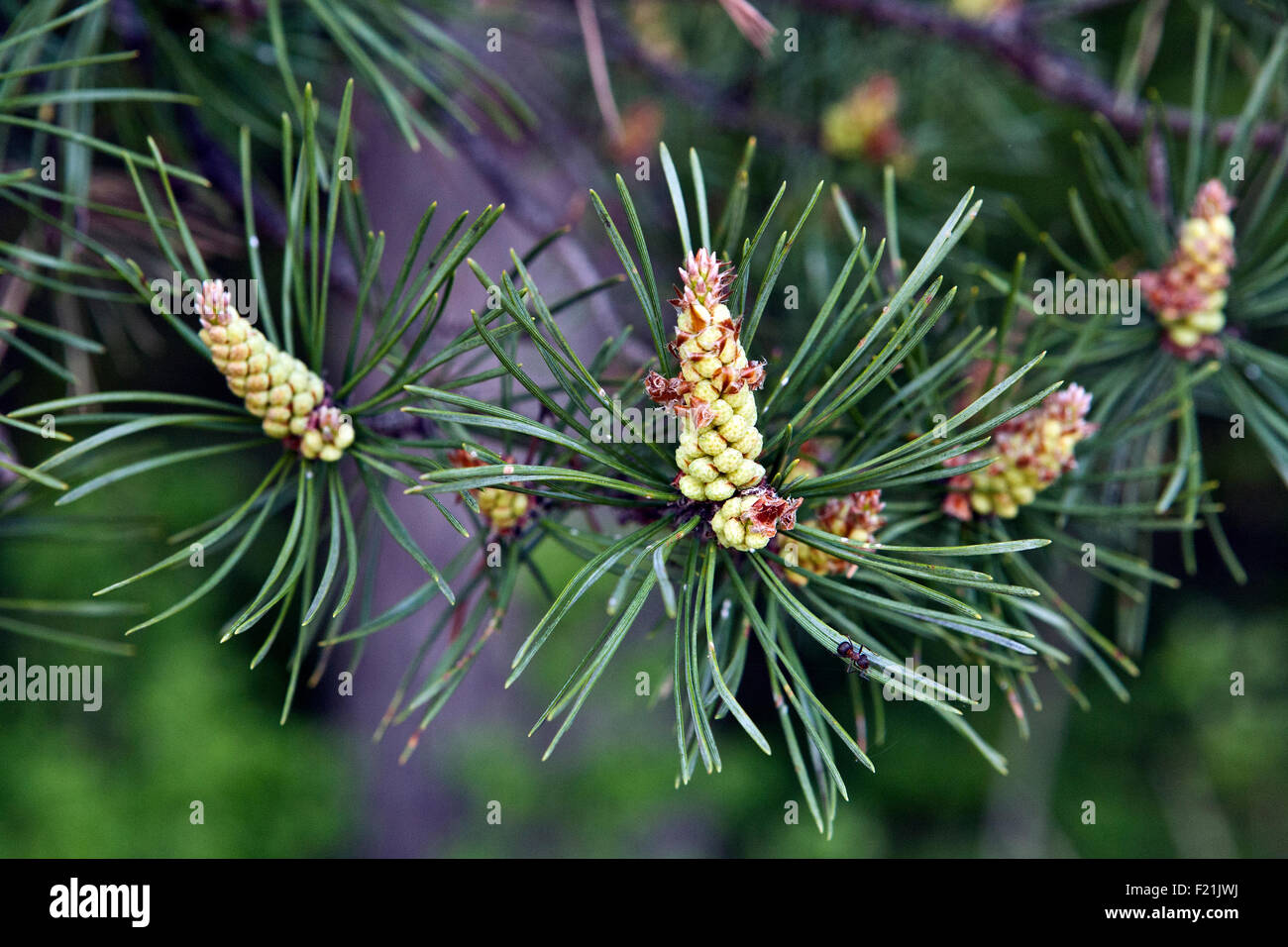 Branch deciduous tree cones hi-res stock photography and images - Alamy