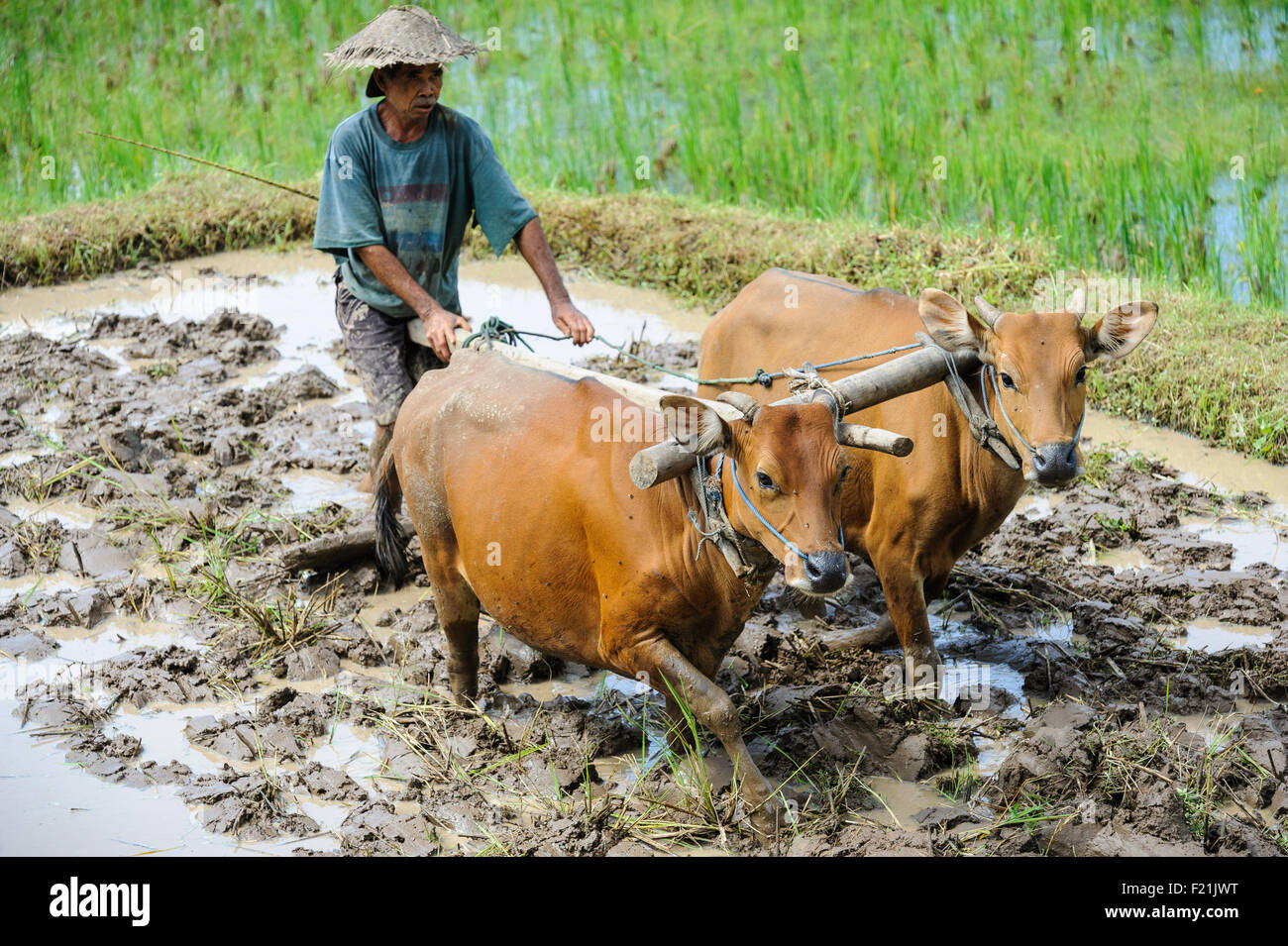 A farmer using oxen to prepare a paddy field for rice planting, Bali ...