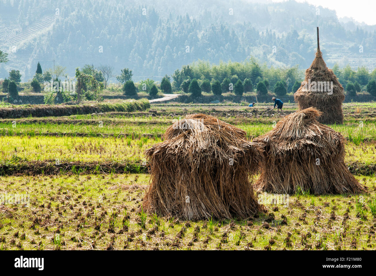 A farmer stacked hay bales hi-res stock photography and images - Alamy