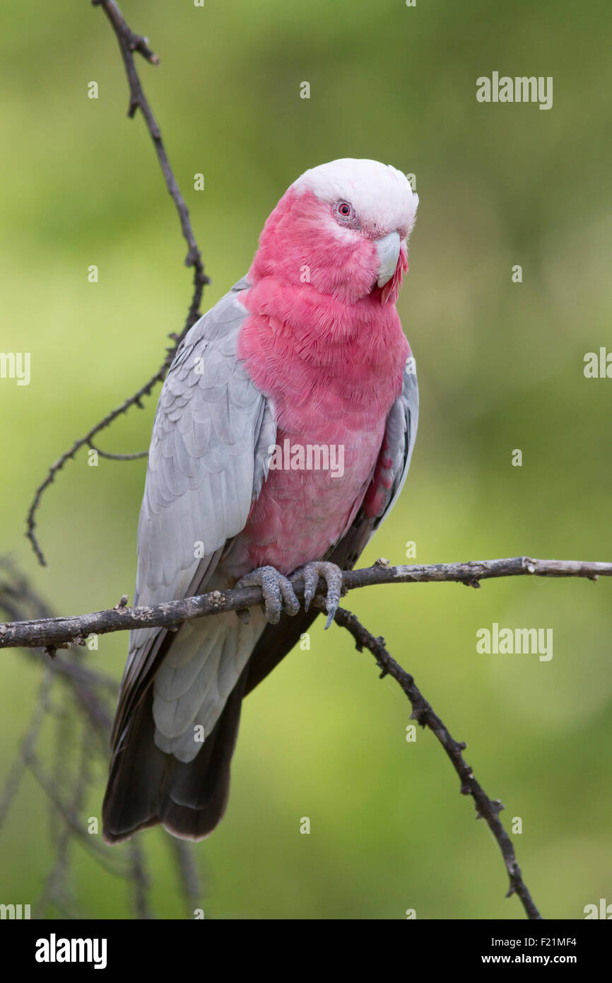 Pink And Grey Parrot