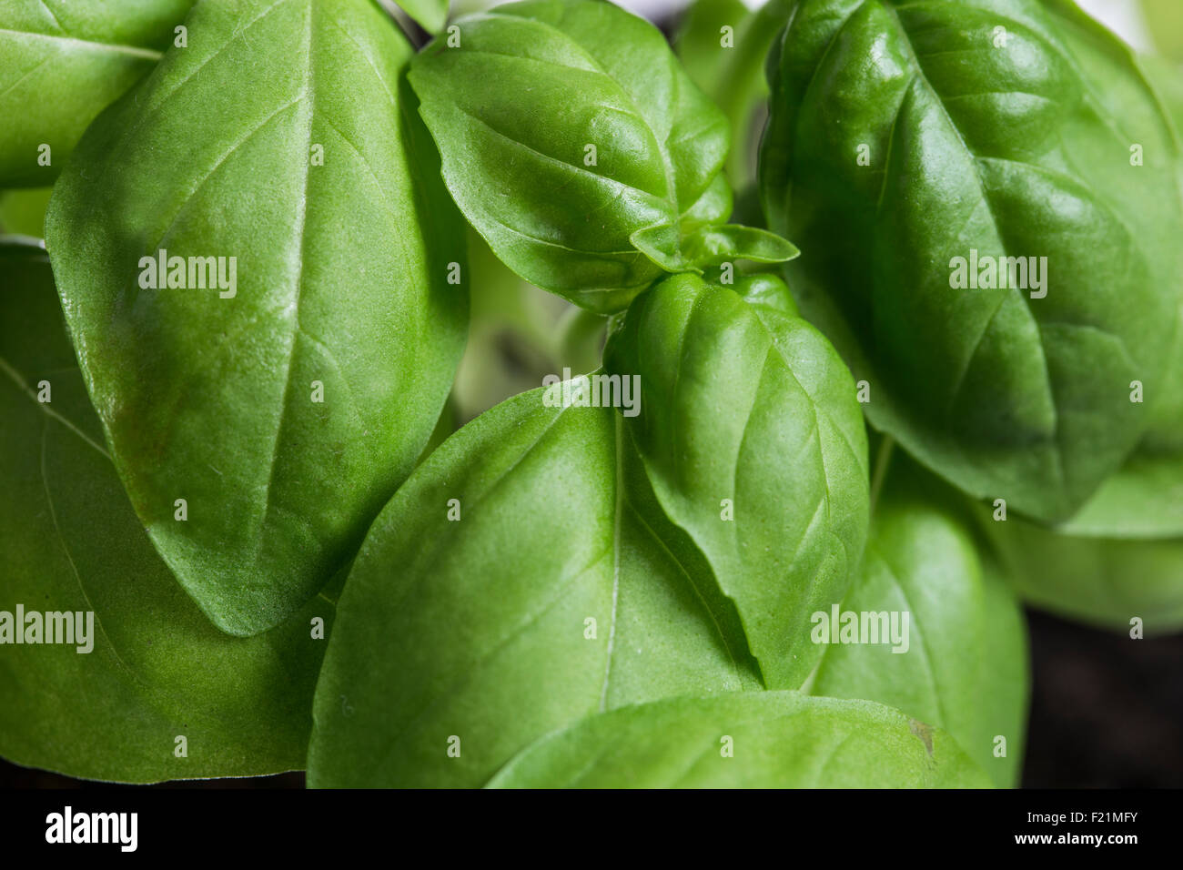 Basil vegetables hi-res stock photography and images - Alamy