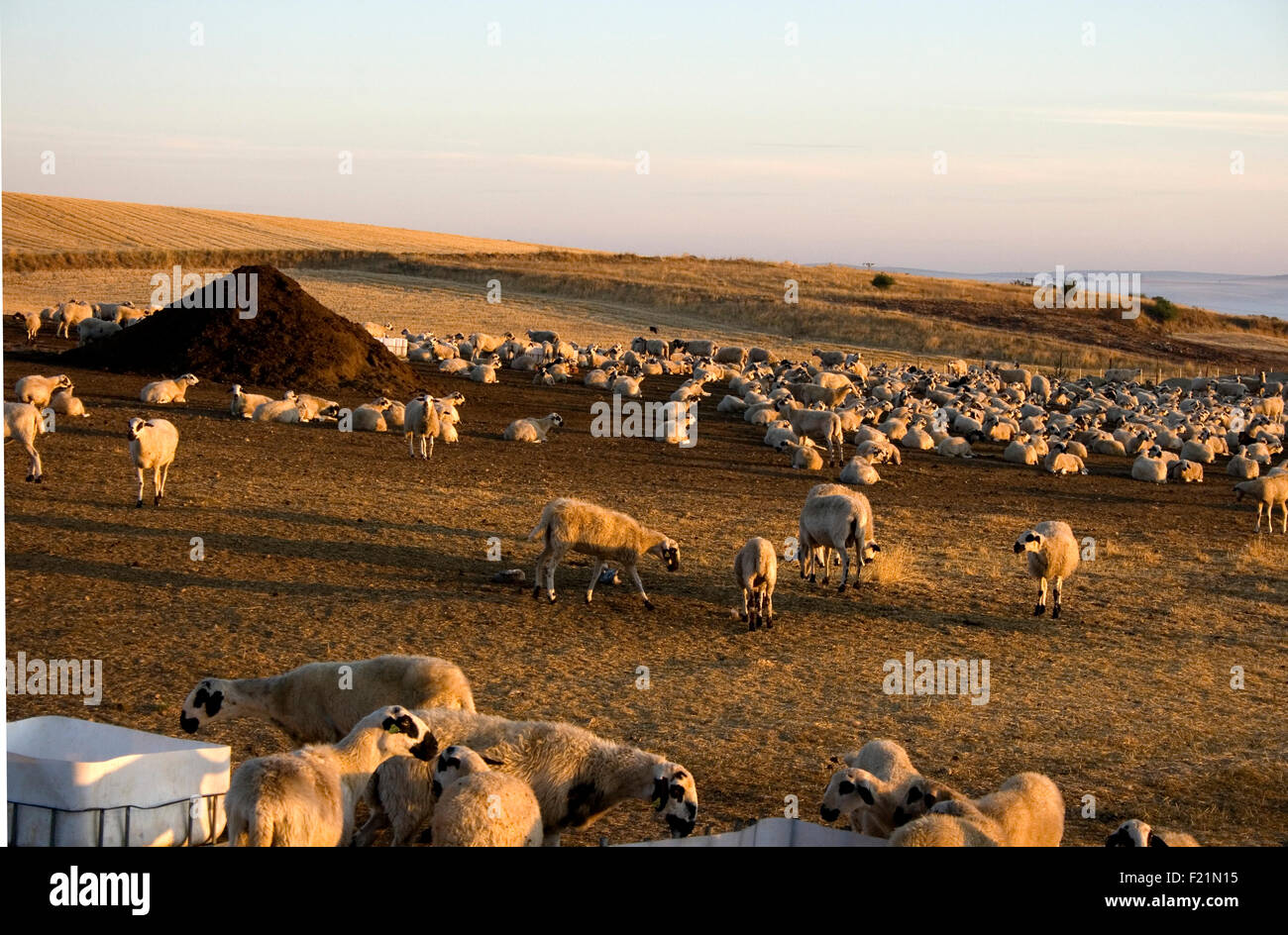 Sheep and goat poultry hi-res stock photography and images - Alamy