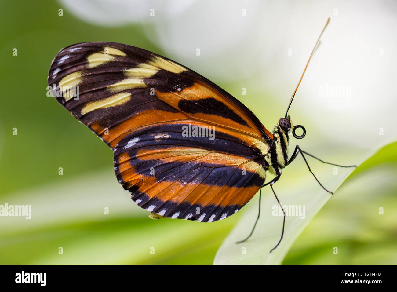 Large butterfly hi-res stock photography and images - Alamy