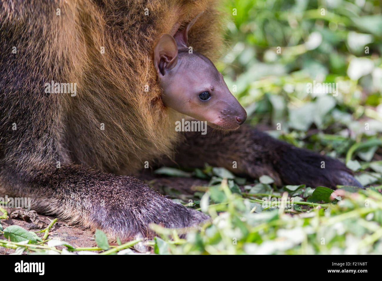 Marsupial pouch young hi-res stock photography and images - Alamy
