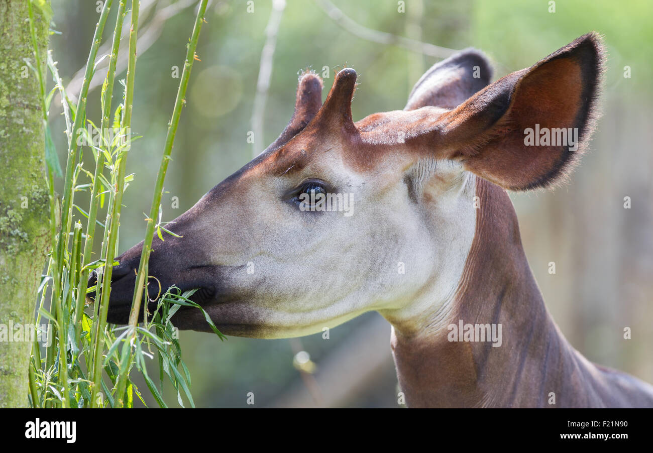 Close up of an okapi eating hi-res stock photography and images - Alamy