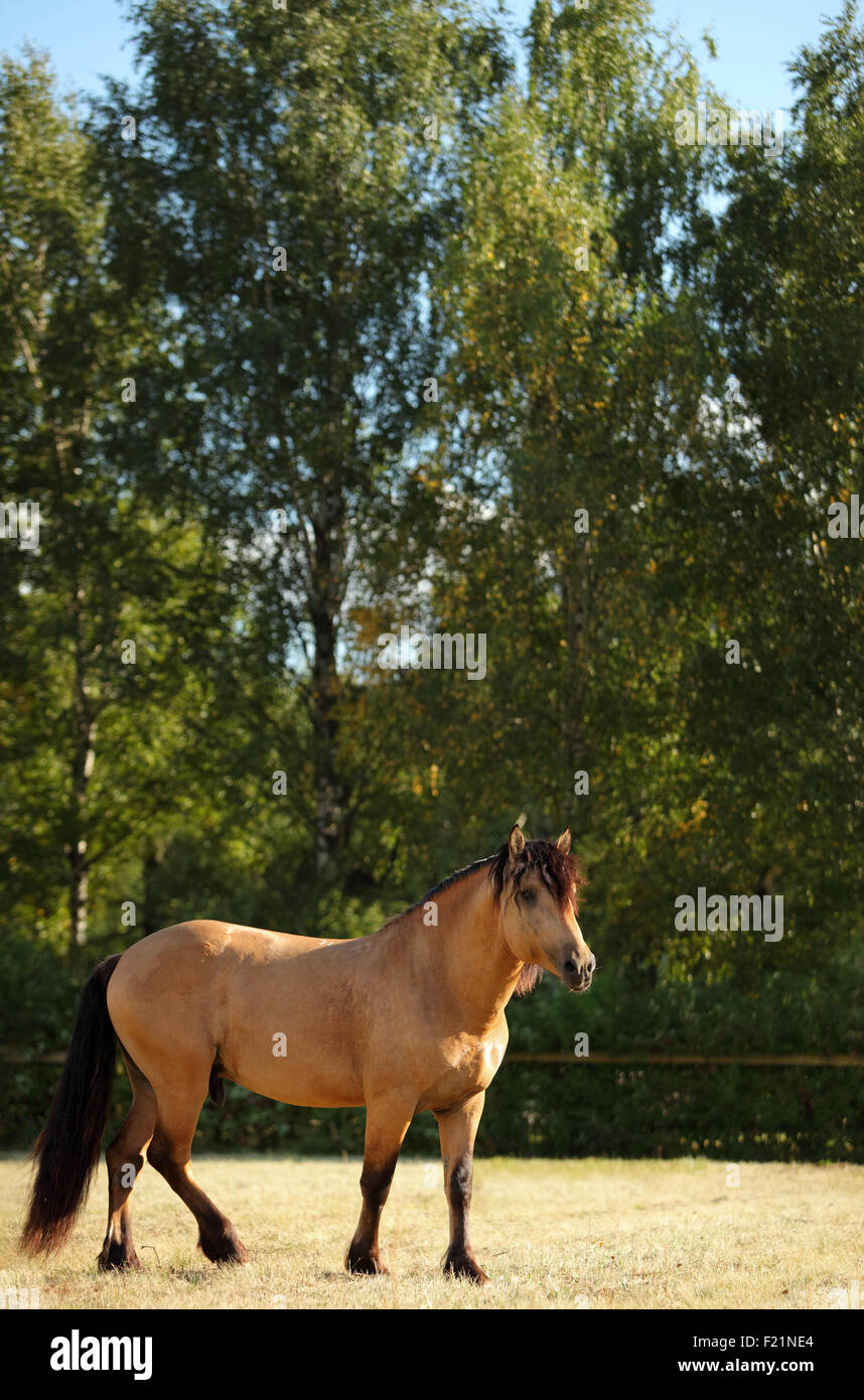 Draft horse hi-res stock photography and images - Alamy