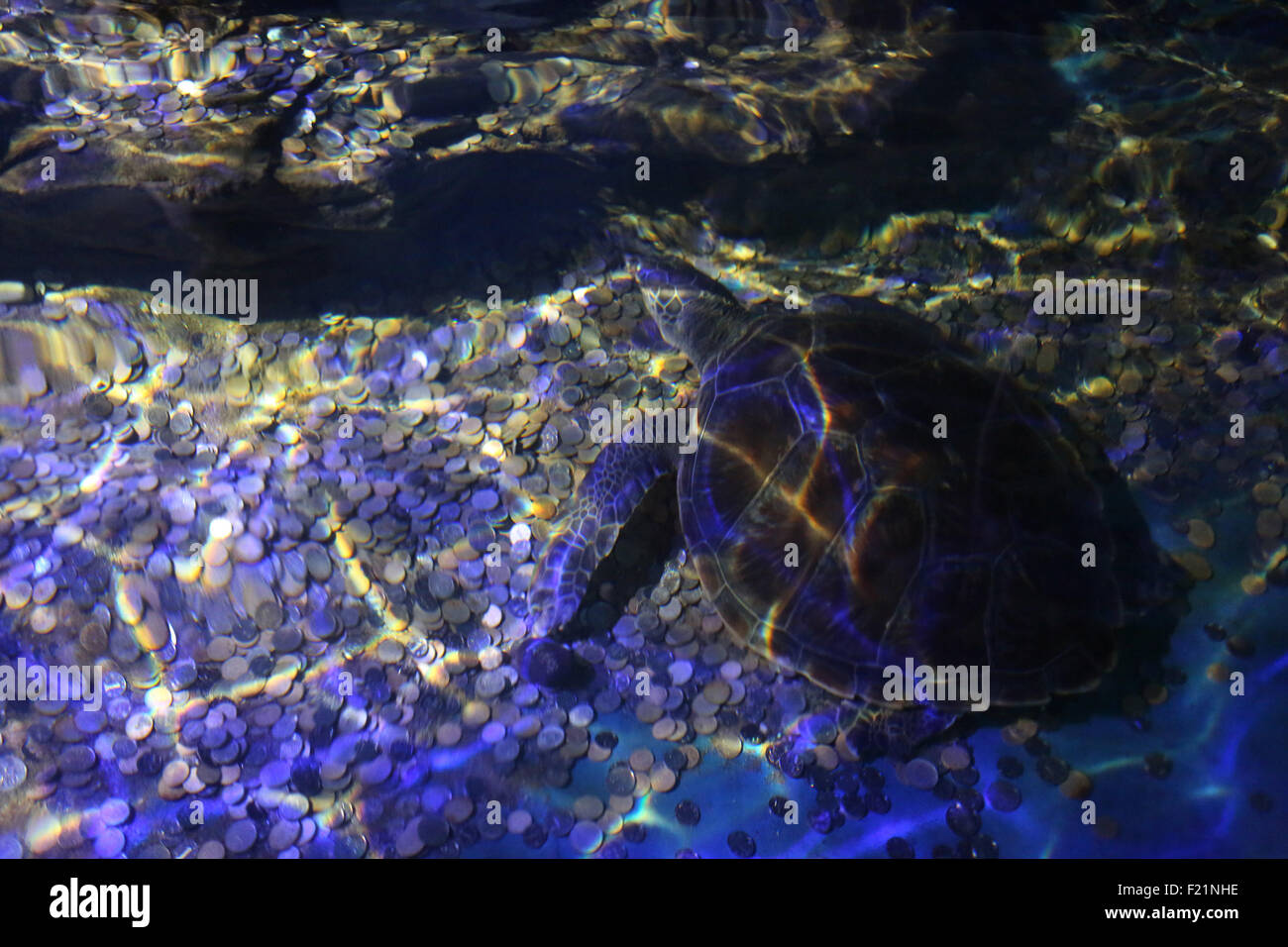 Turtle for good luck hi-res stock photography and images - Alamy