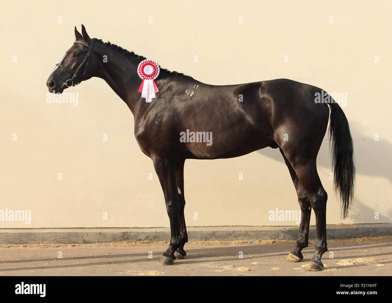 Beautiful black thoroughbred racehorse Stock Photo - Alamy