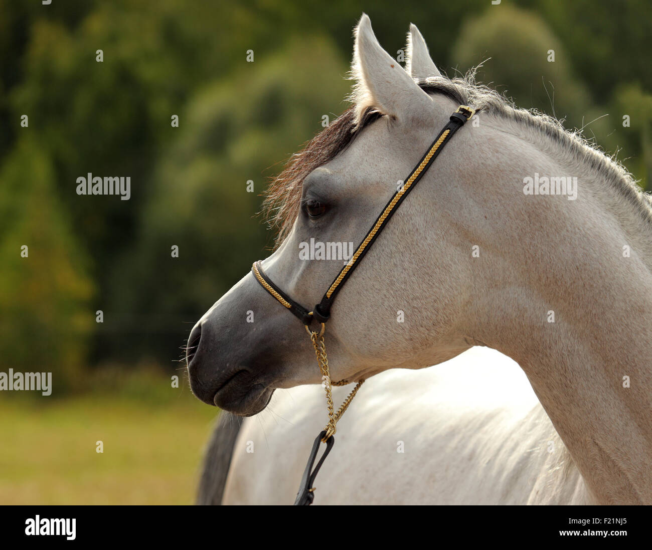 Portrait of a splendid purebred gray sports Arabian stallion Stock ...