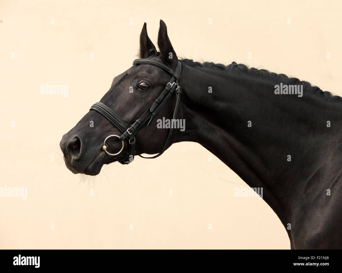 Beautiful head shot of a black thoroughbred racehorse Stock Photo - Alamy