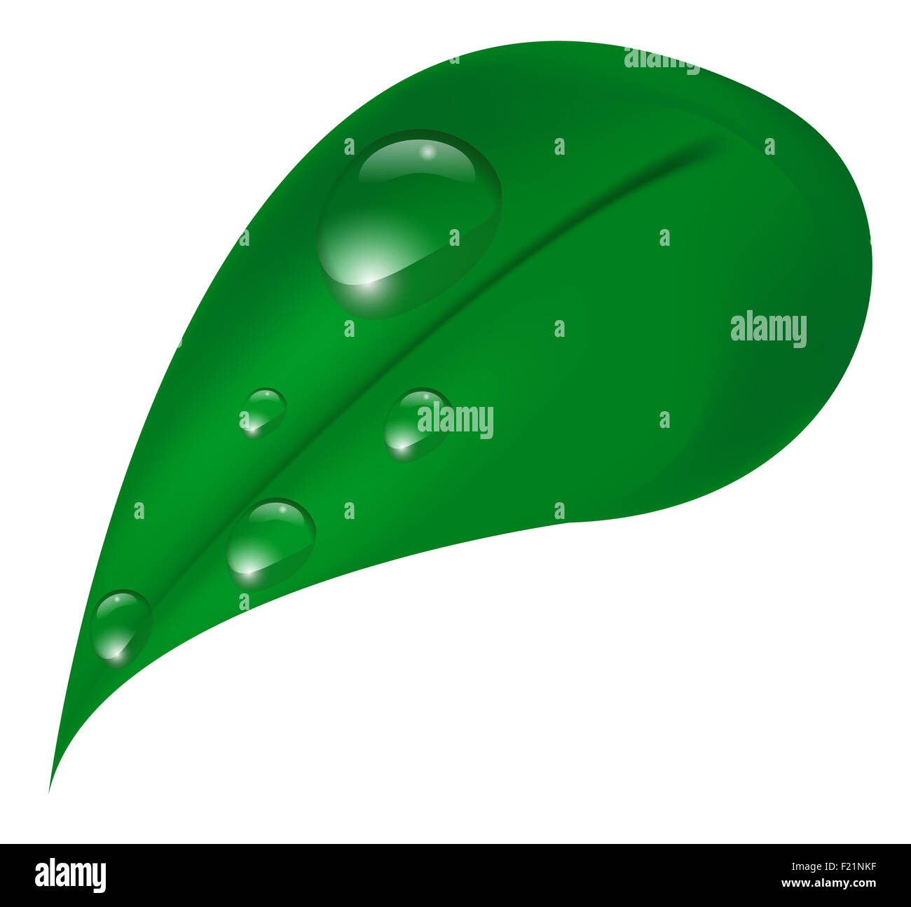 Vector illustration of a leaf and water drops on a white background ...