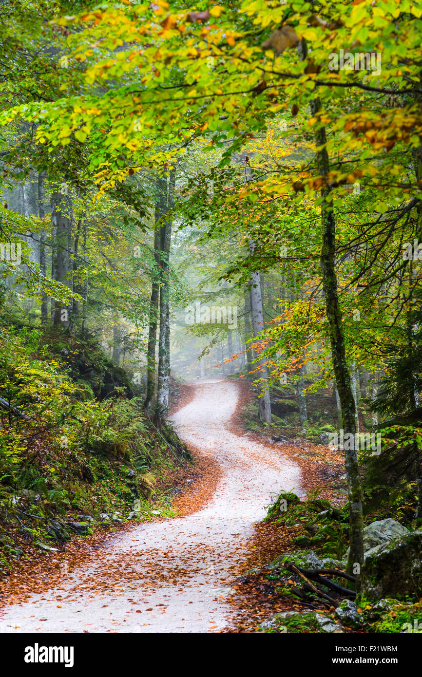 Small path winding through coloured trees Stock Photo - Alamy