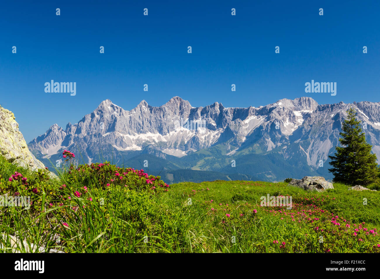 Under a blue sky, red alpine roses flower in front af the majestic ...