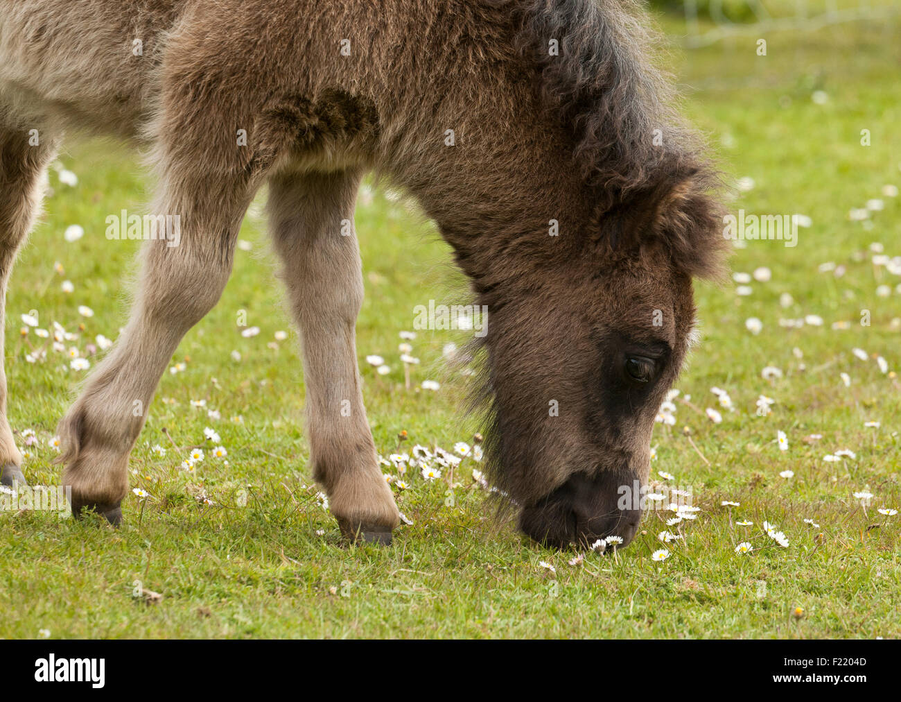 Eating grass and flowers hi-res stock photography and images - Alamy