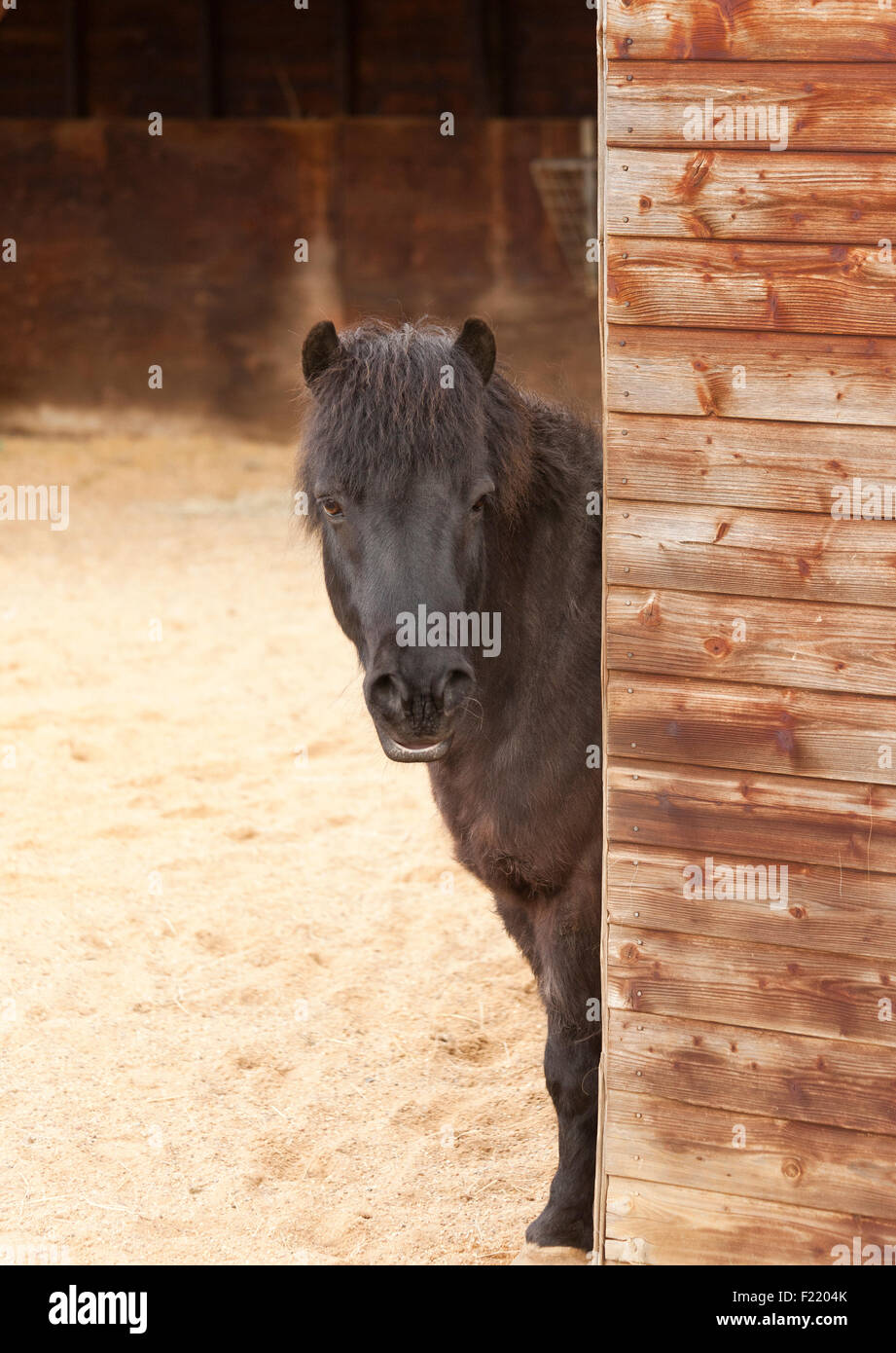 Black pony hi-res stock photography and images - Alamy