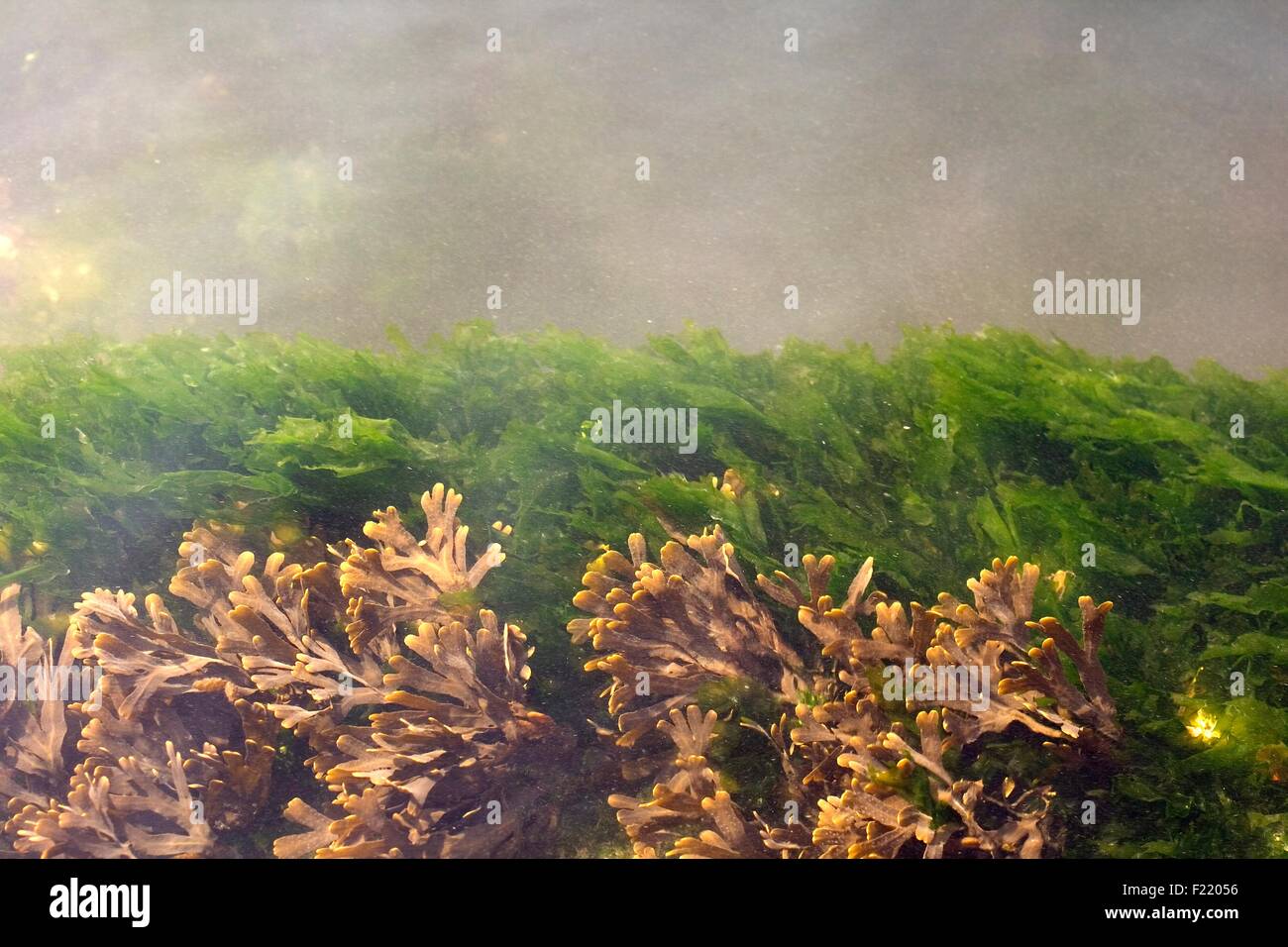 Algae and other vegetation on water Stock Photo - Alamy