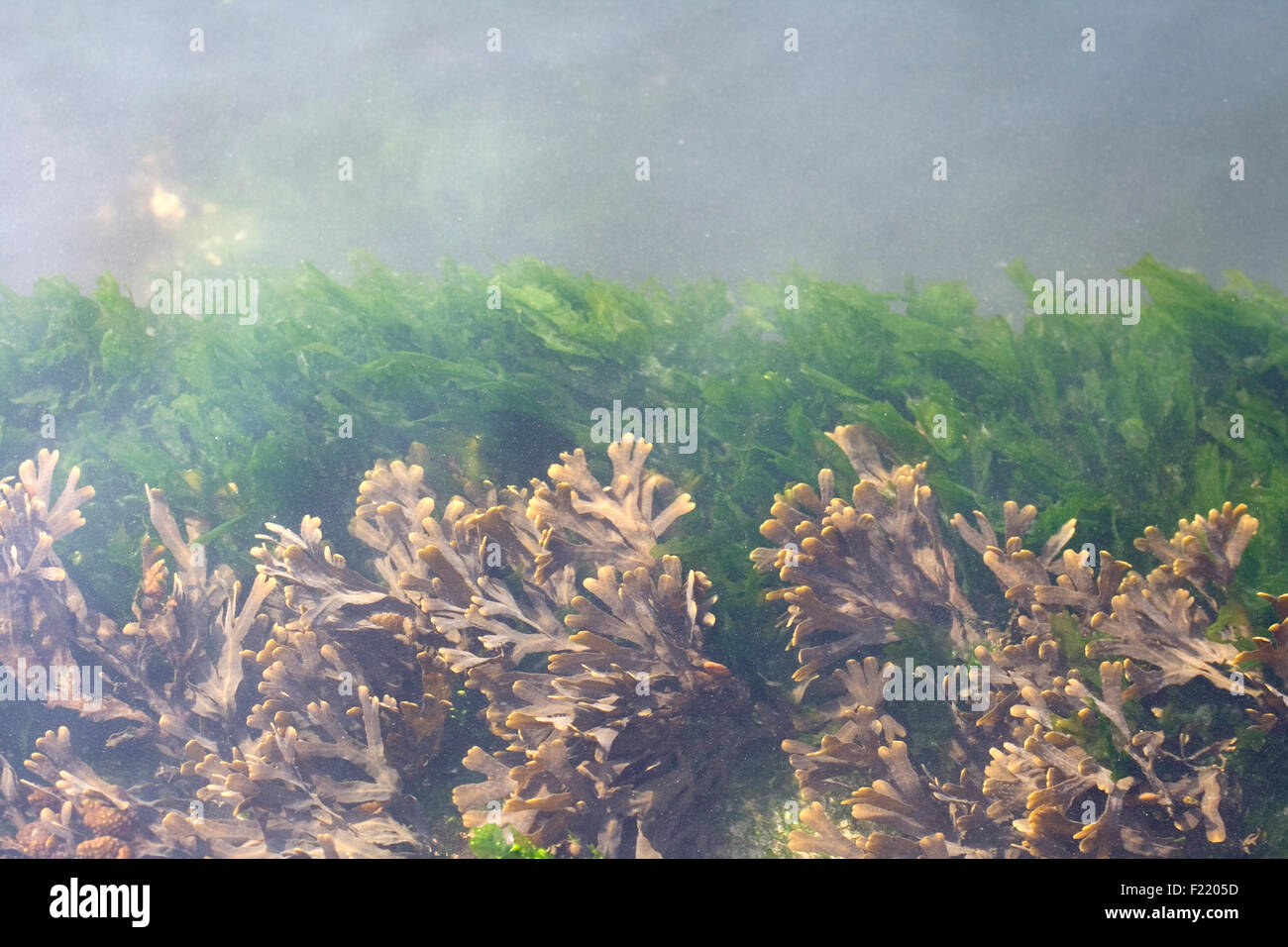 Algae and other vegetation on water Stock Photo - Alamy
