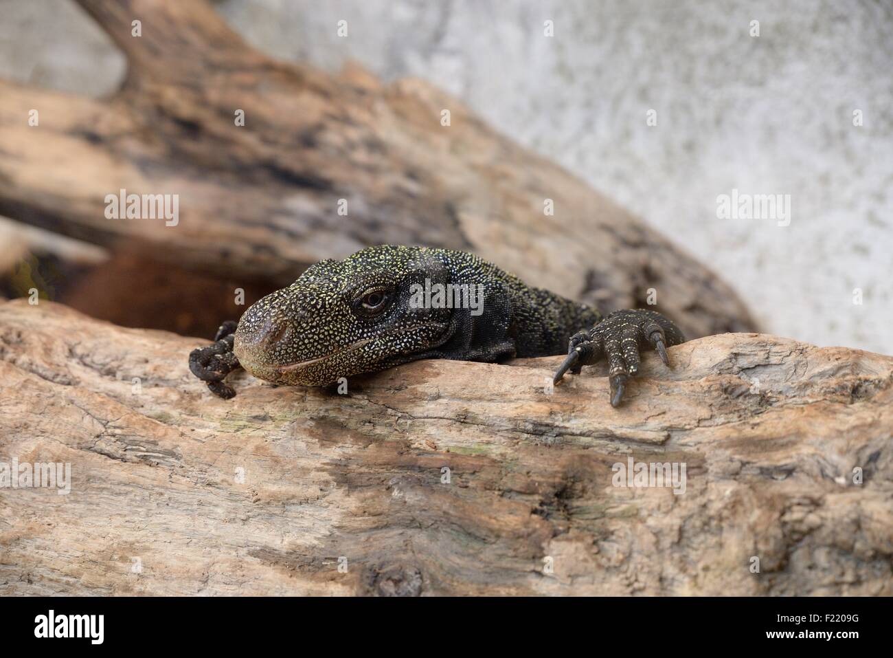 Crocodile monitor varanus salvadorii hi-res stock photography and ...