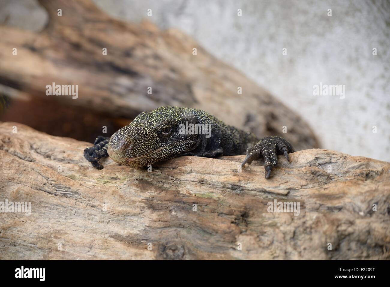 Crocodile monitor varanus salvadorii hi-res stock photography and ...