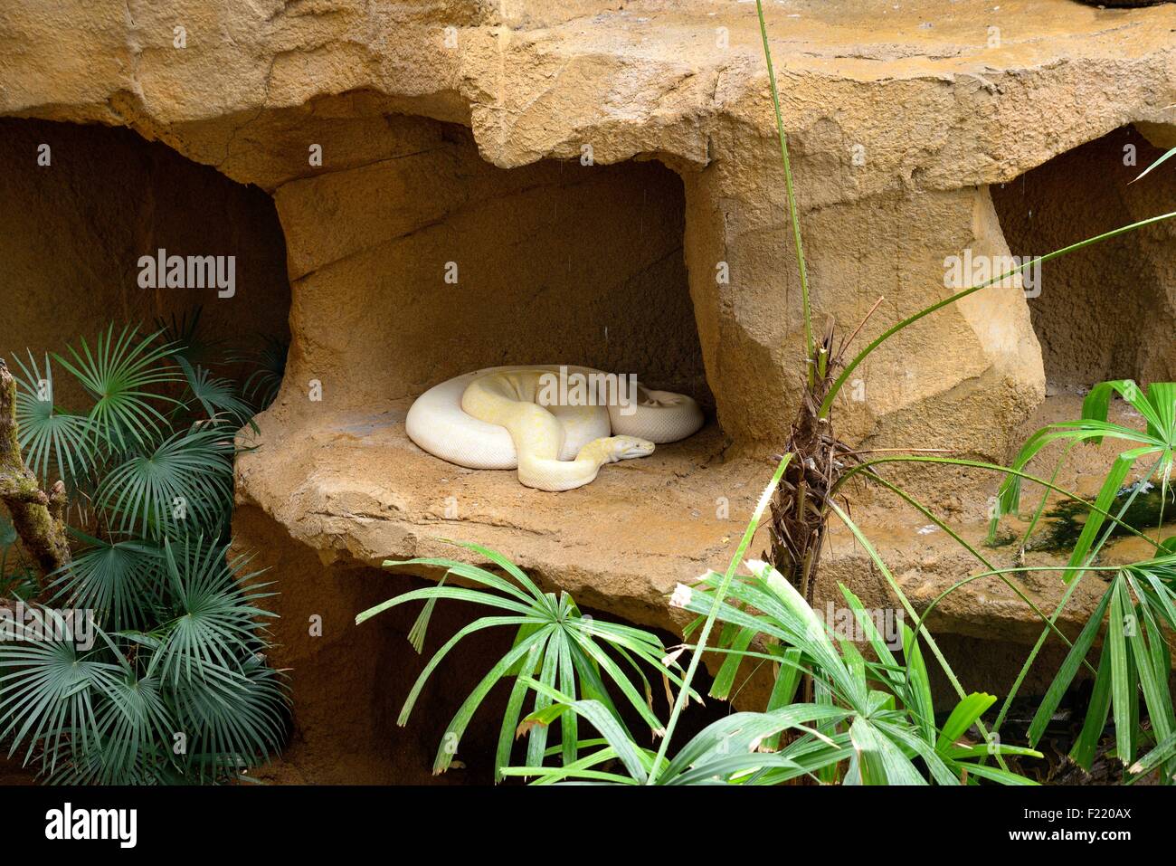 Albinos Burmese python Stock Photo - Alamy