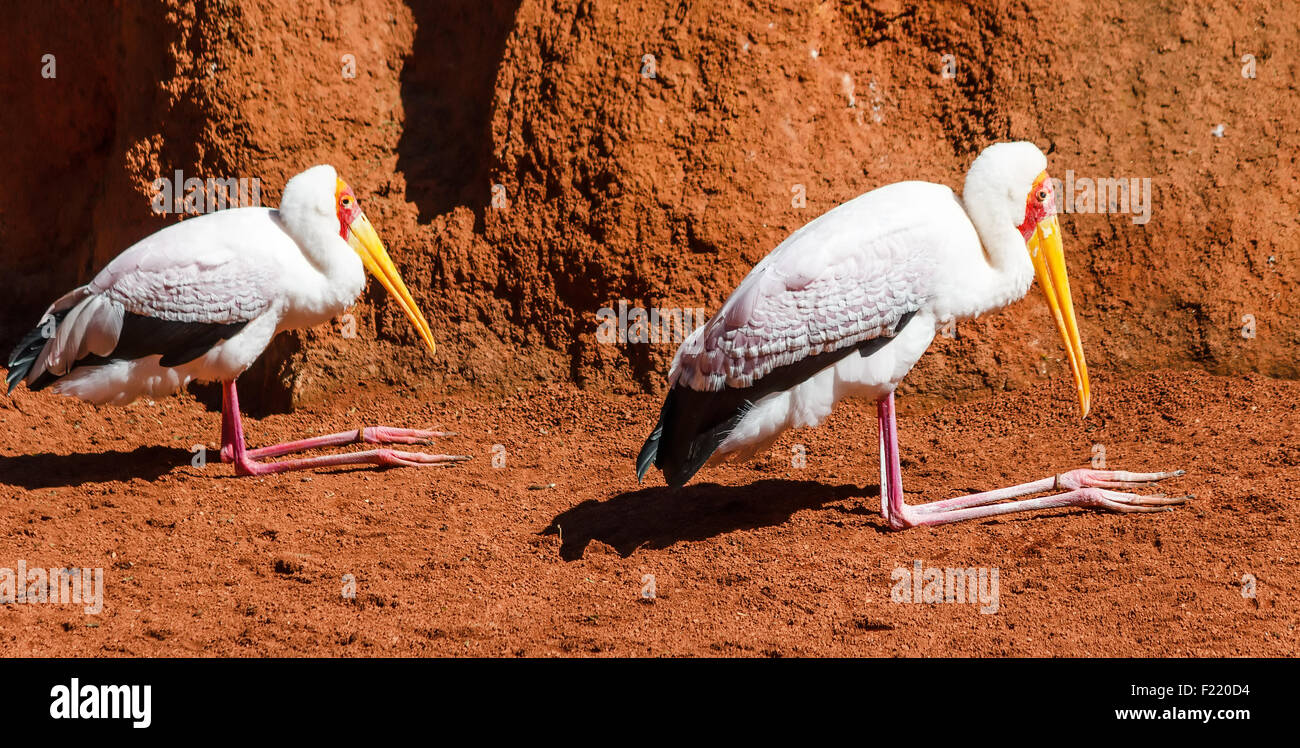 Tantalo Africano (Mysteria ibis Stock Photo - Alamy