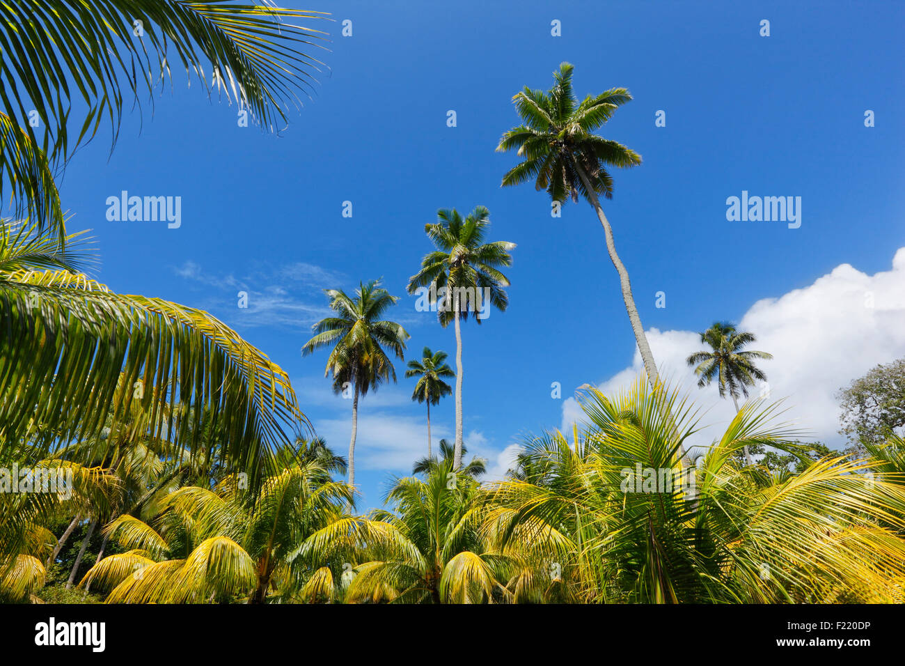 Palm trees in the jungle hi-res stock photography and images - Alamy