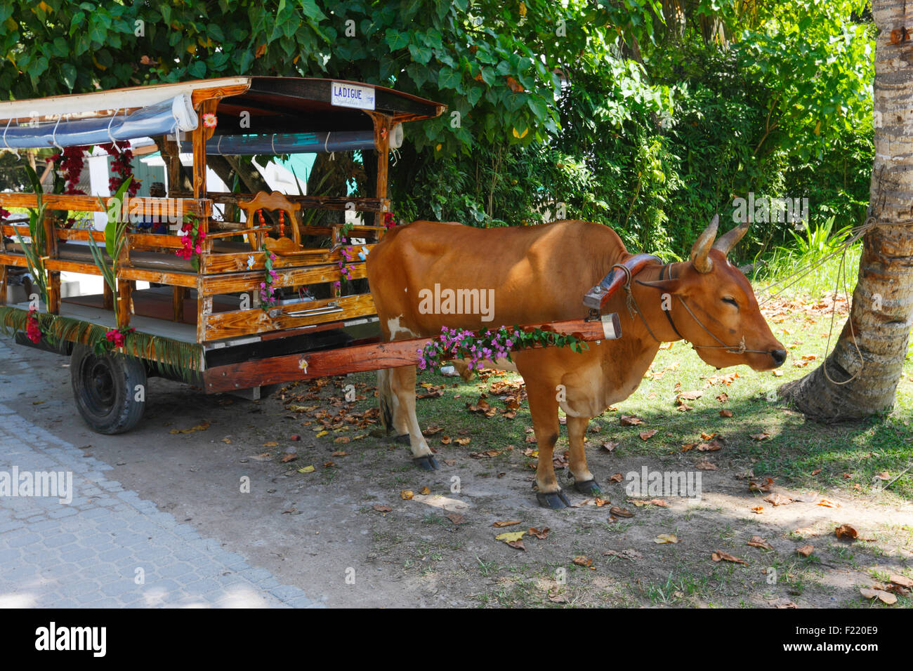 Decorated oxcart, cattle car, Zebu, Seychelles, La Digue Stock Photo ...