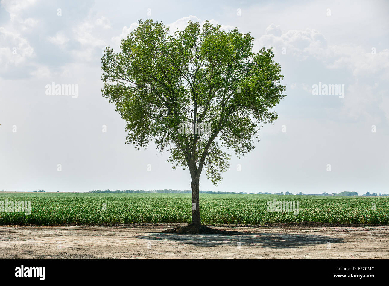 Tree standing alone hi-res stock photography and images - Alamy