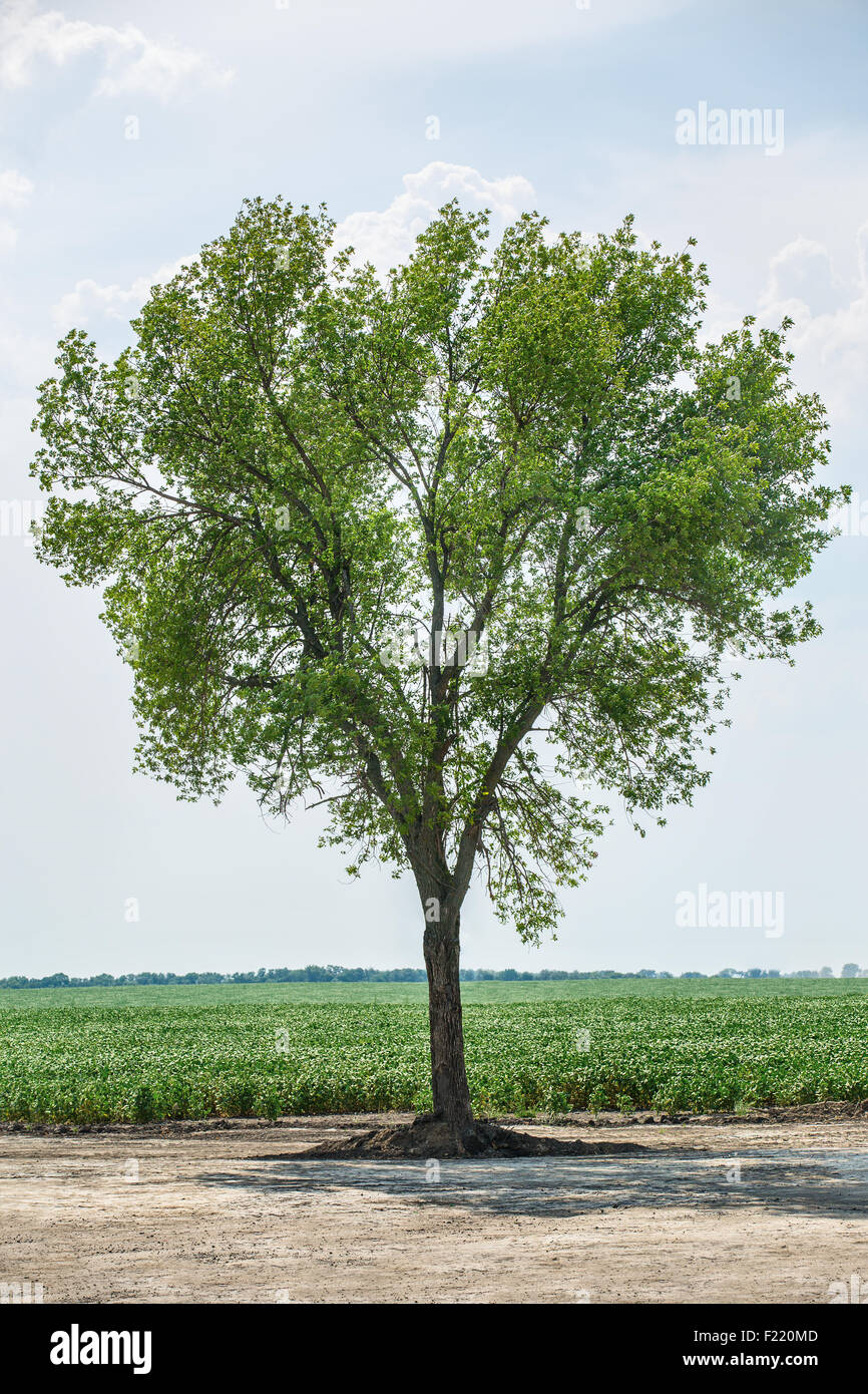 Green tree standing alone Stock Photo - Alamy