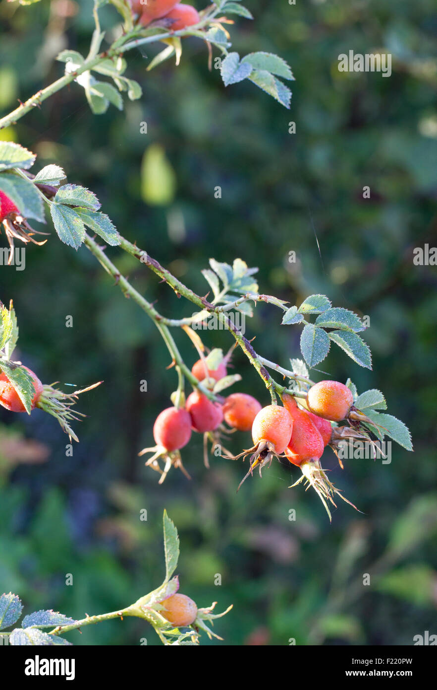 Rose hip bush hi-res stock photography and images - Alamy