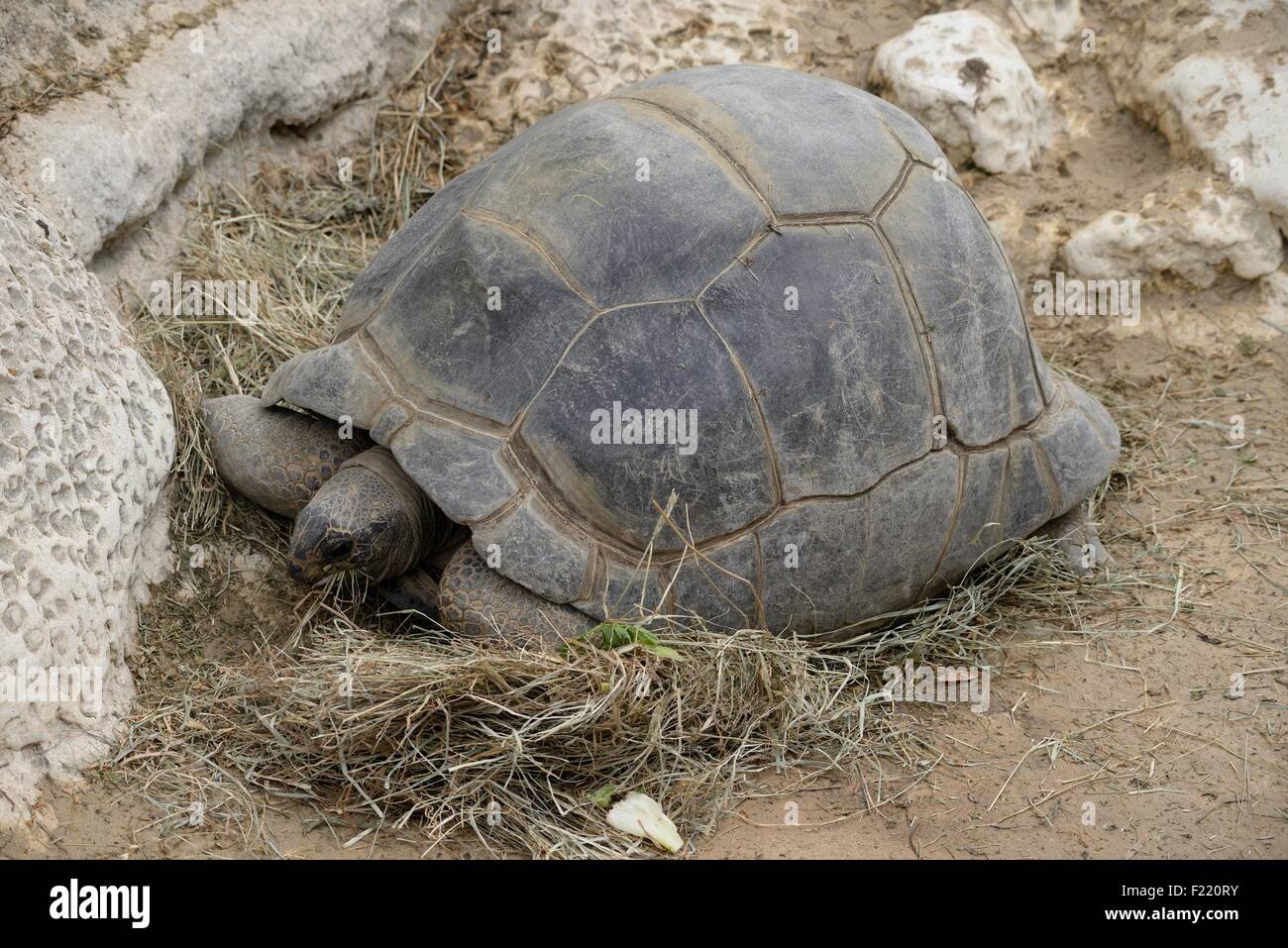 Aldabra giant tortoise Stock Photo - Alamy