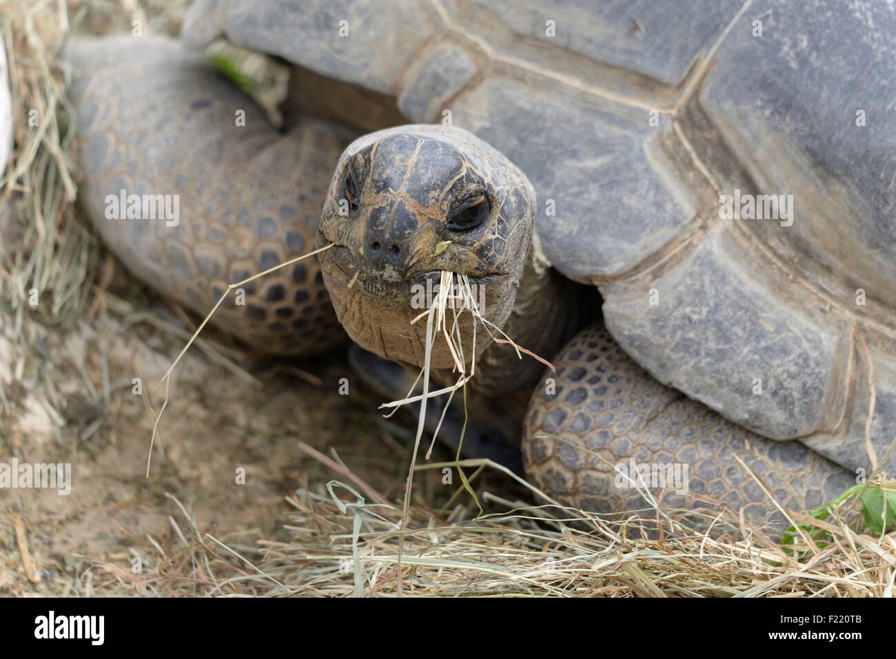 Aldabra giant tortoise Stock Photo - Alamy